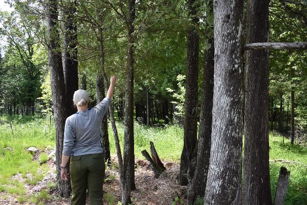 Private Forestry Assistance – Lake County, MN