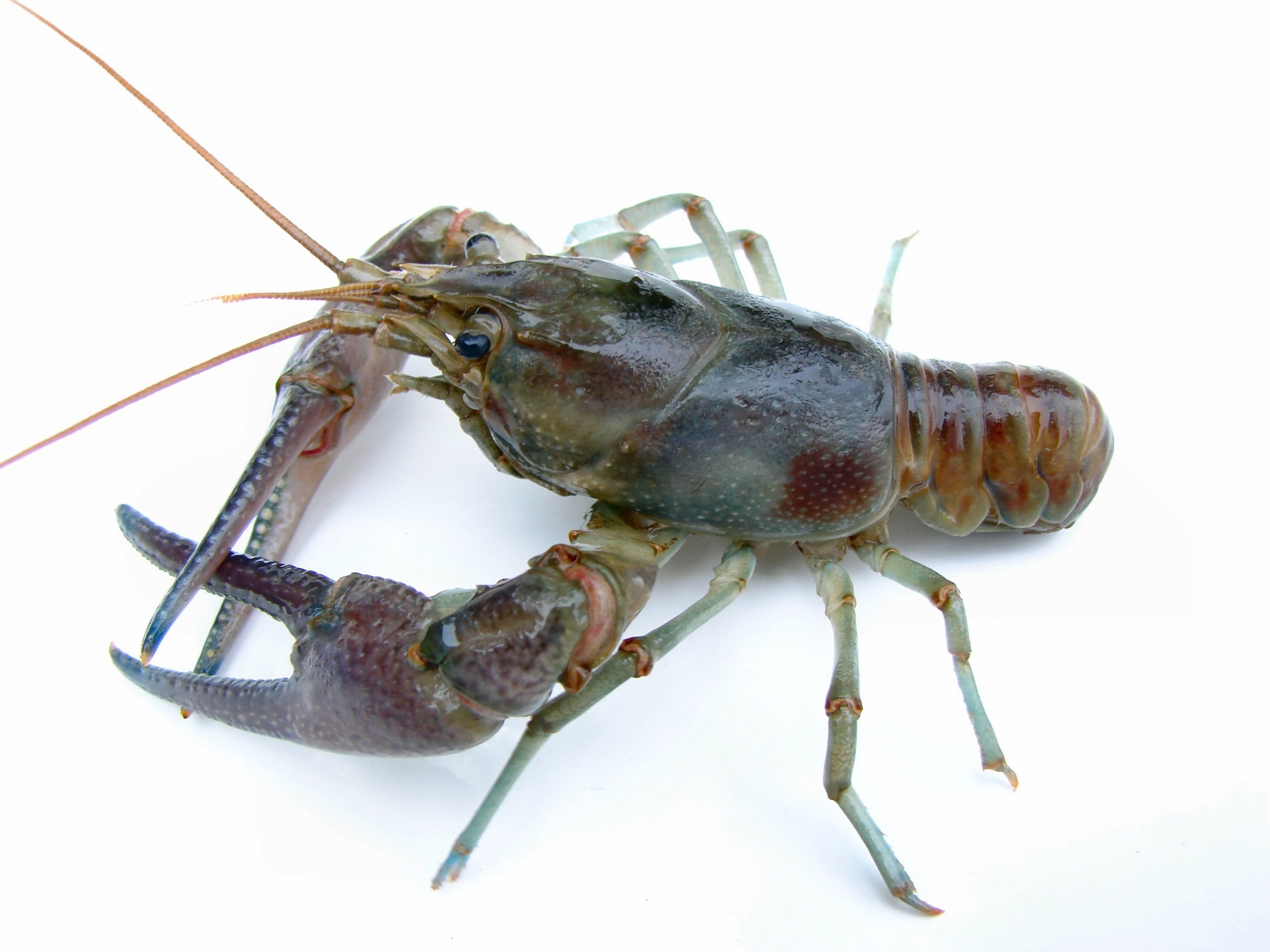 Rusty Crayfish