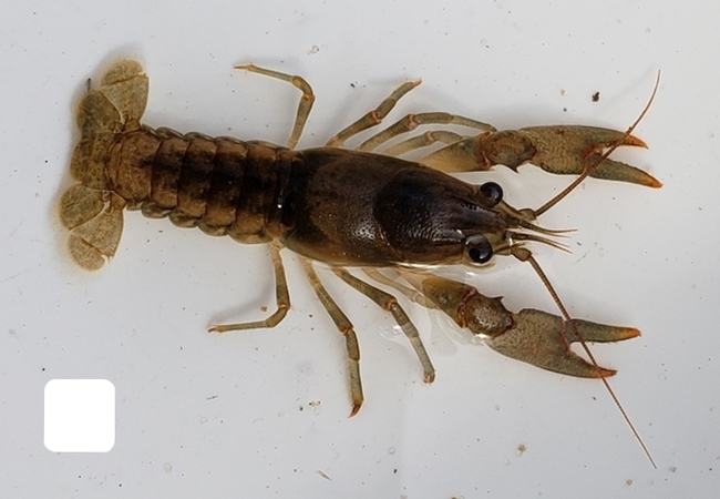 Rusty Crayfish In Water